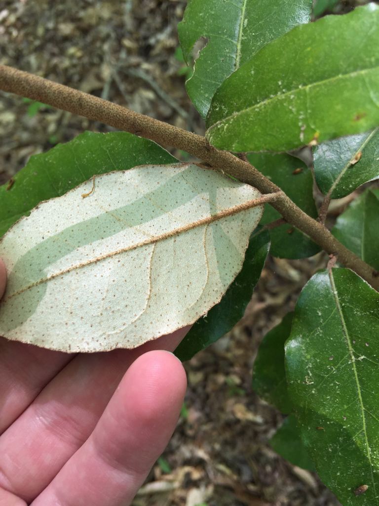 Invasive Plant Identification Guide