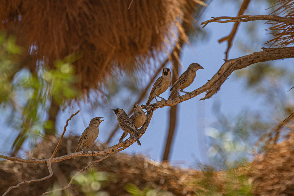 Sociable Weaver from Sesriem, Namibia on December 20, 2023 at 12:07 PM ...
