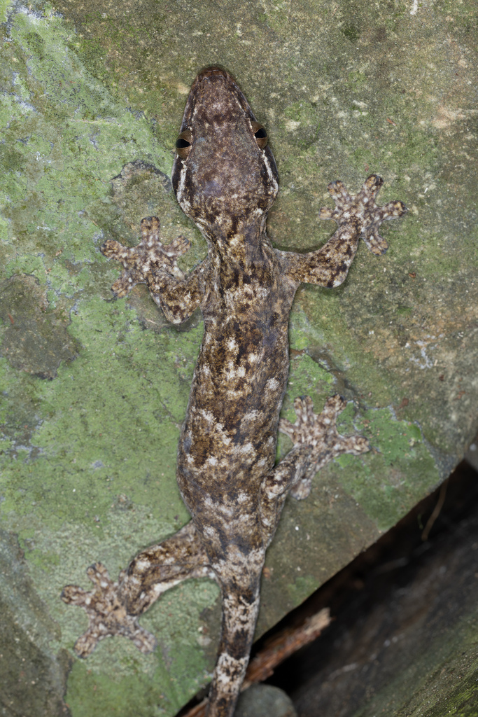 Northern Turniptail Gecko from Northwest, St Croix 00840, USVI on ...