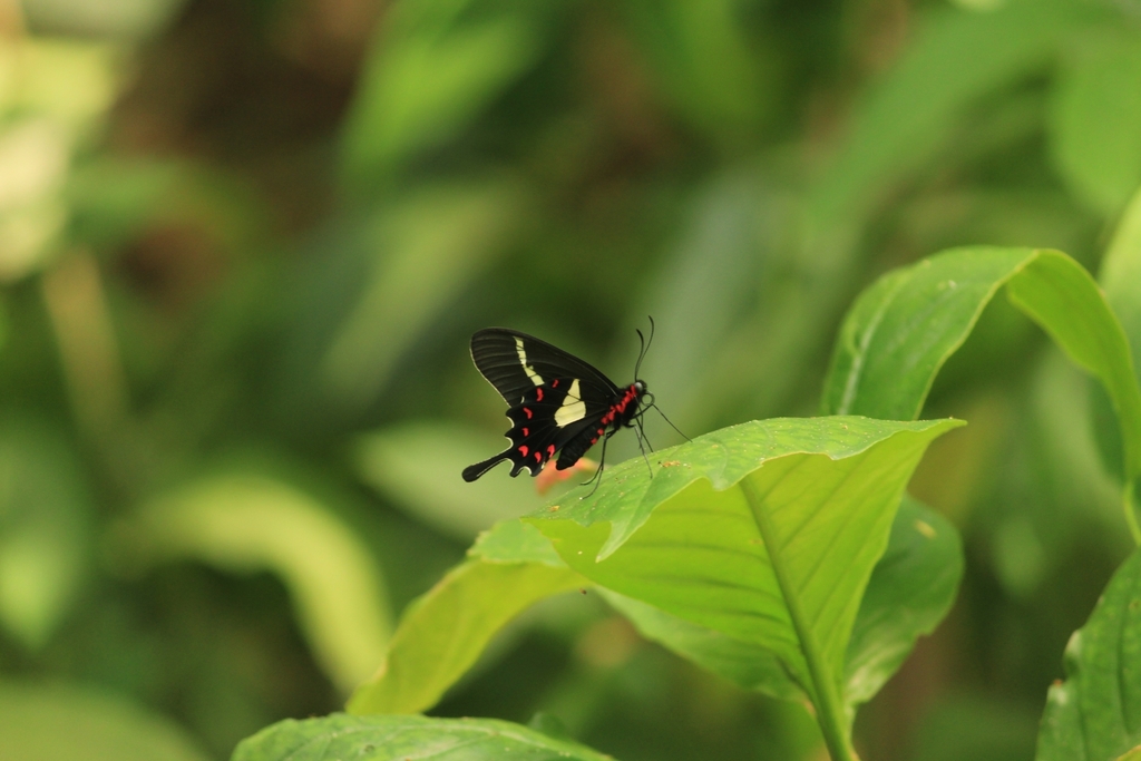 Parides agavus from Jardim Santa Paula, Cotia - SP, 06720, Brasil on ...
