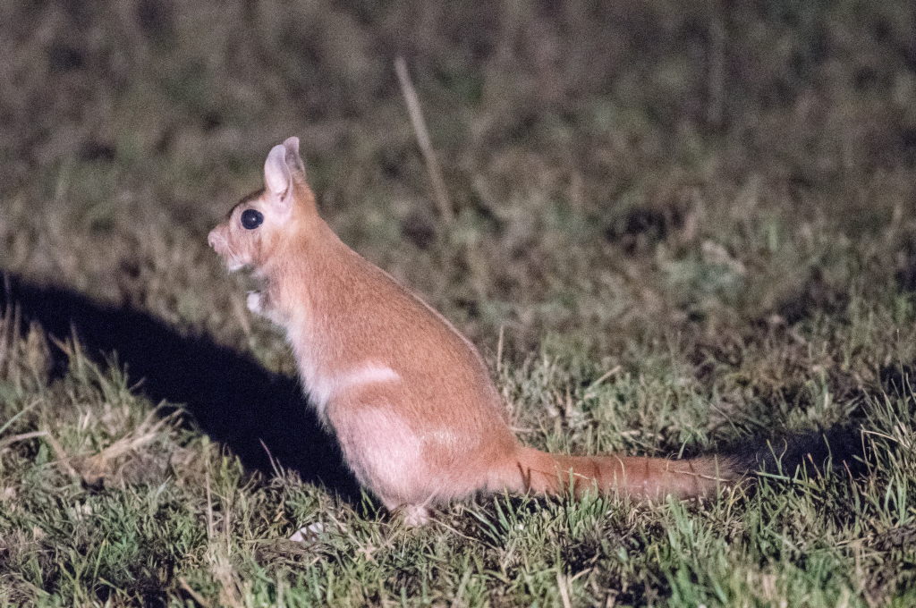 Eastern Springhare from Mara, Kenya on February 20, 2019 at 09:15 PM by ...