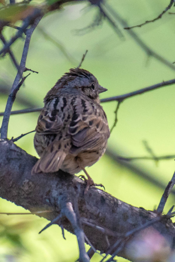 Lincoln's Sparrow from St. Louis, MO, USA on April 12, 2019 at 05:35 PM ...