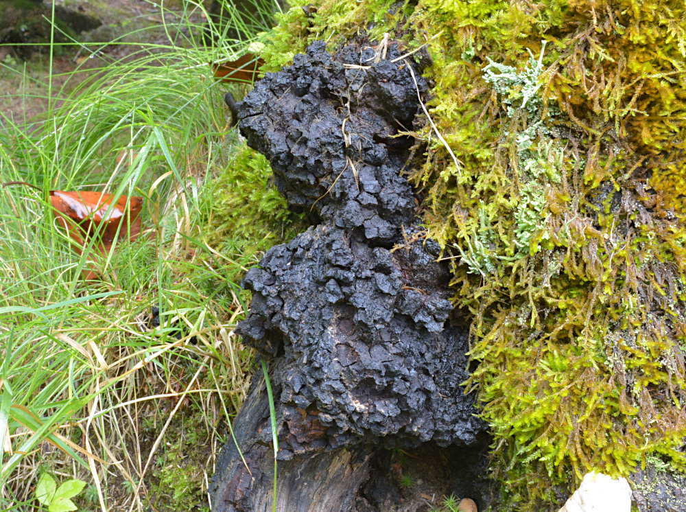 chaga in September 2017 by 白山 弘子 · iNaturalist