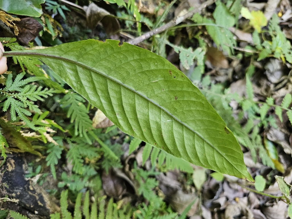 (Tectaria) - Botanical Realm
