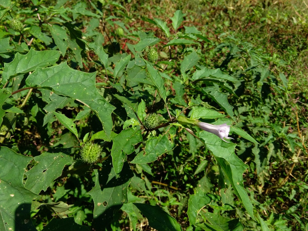 jimsonweed in September 2018 by Val · iNaturalist