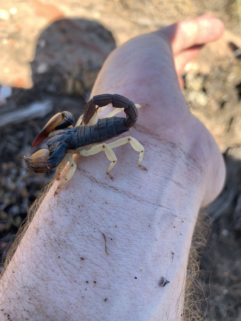 Namaqua Burrowing Scorpion from Verloren Vlei, Elands Bay, WC, ZA on ...