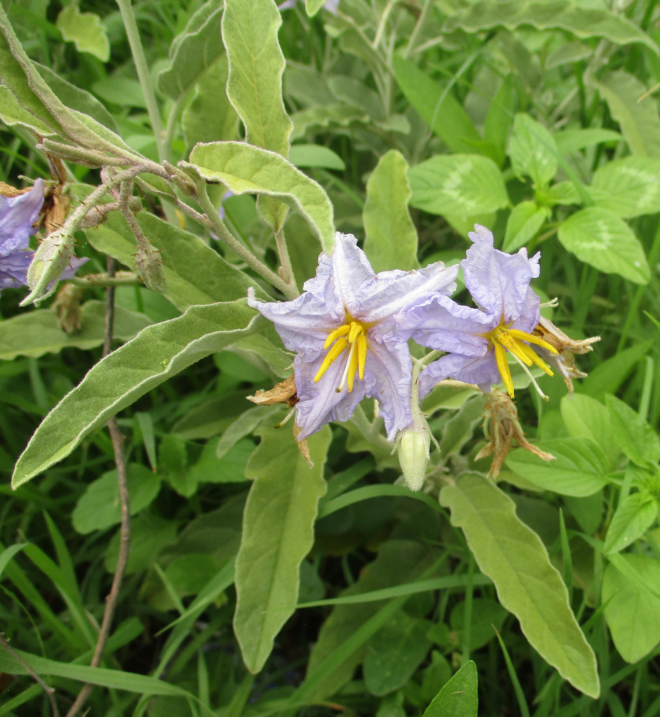 silverleaf nightshade from Serowe Botswana on January 16, 2024 by ...