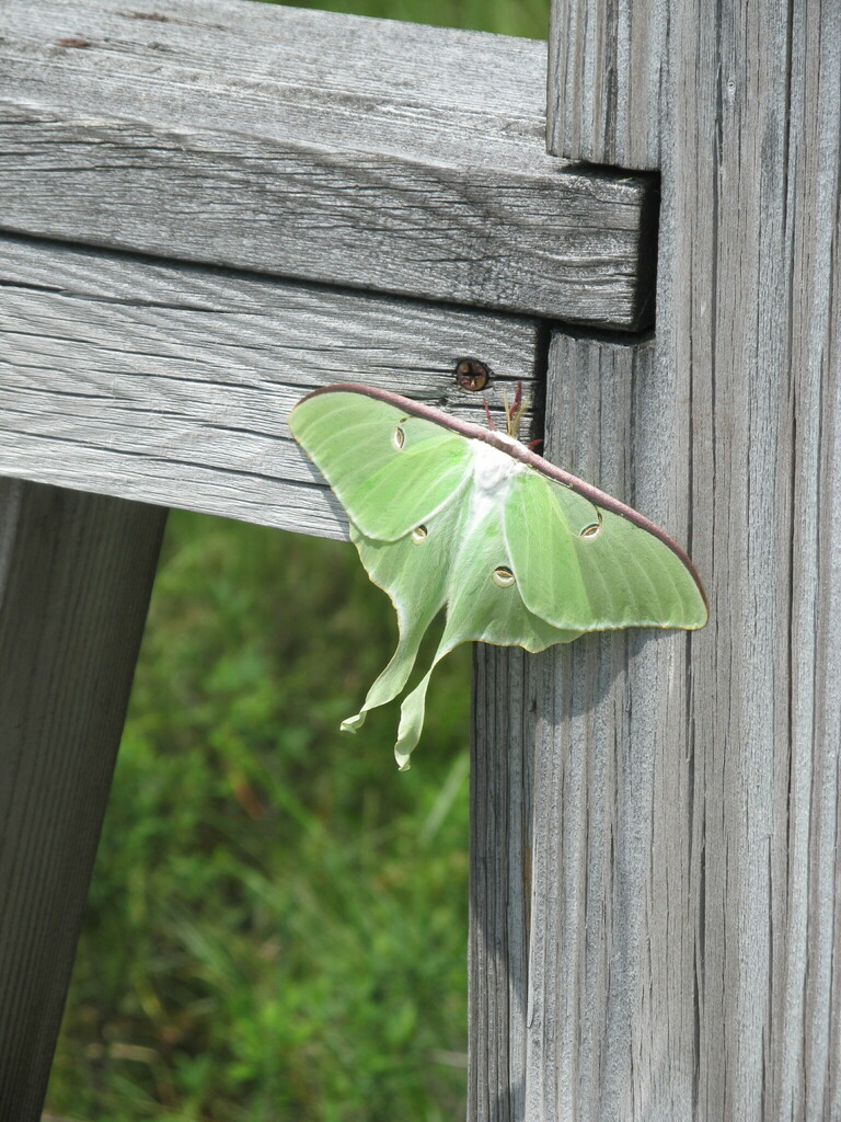 North American Luna Moth from 5922 NY-28N, Newcomb, NY 12852, USA on ...