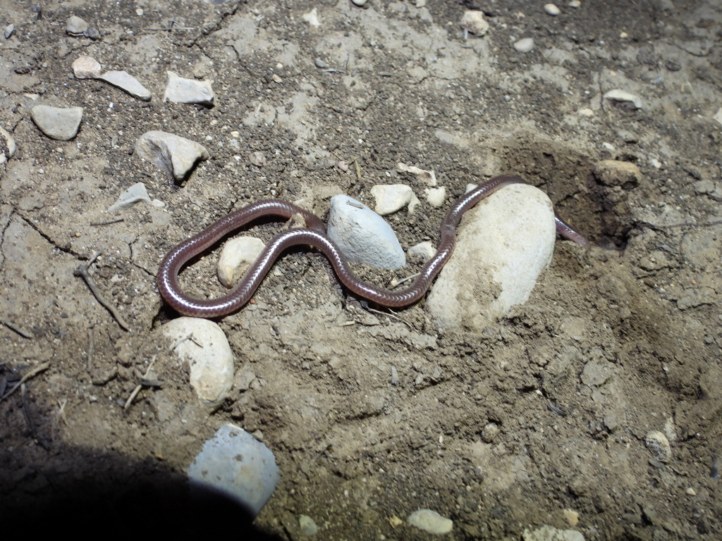 Texas Blind Snake from El Infante, Múzquiz, Coah. on September 26, 2023 ...