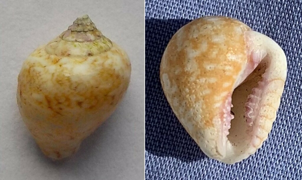 turtle dove shell in October 2012 by vrebizant. 12 mm long · iNaturalist