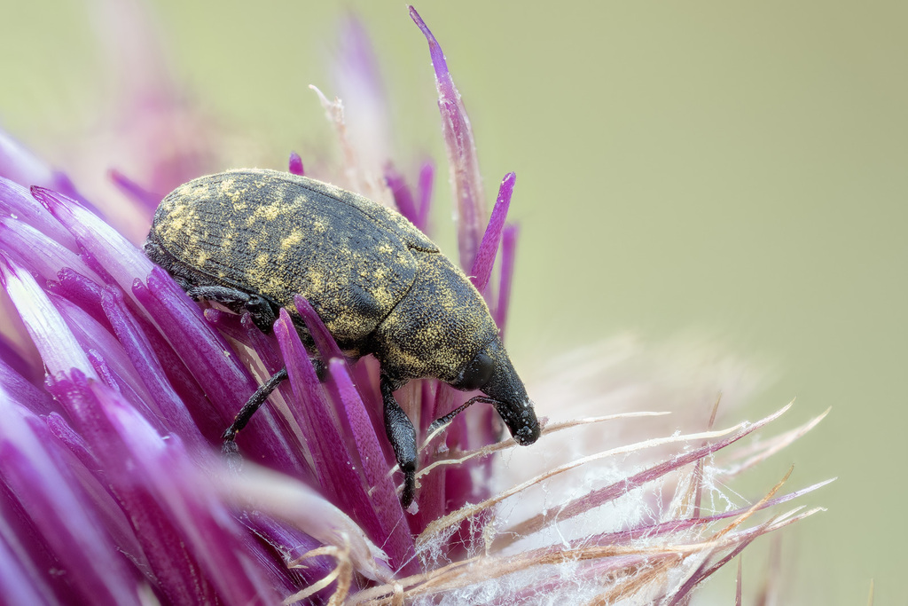Turbine Cylindrical Weevil from 55270 Zornheim, Deutschland on August 2 ...
