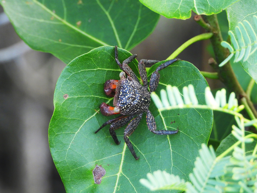 Mangrove Tree Crab from Vieques National Wildlife Refuge, Vieques ...