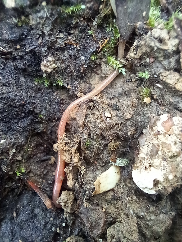 Earthworms from Escola Secundária José Gomes Ferreira on January 18 ...