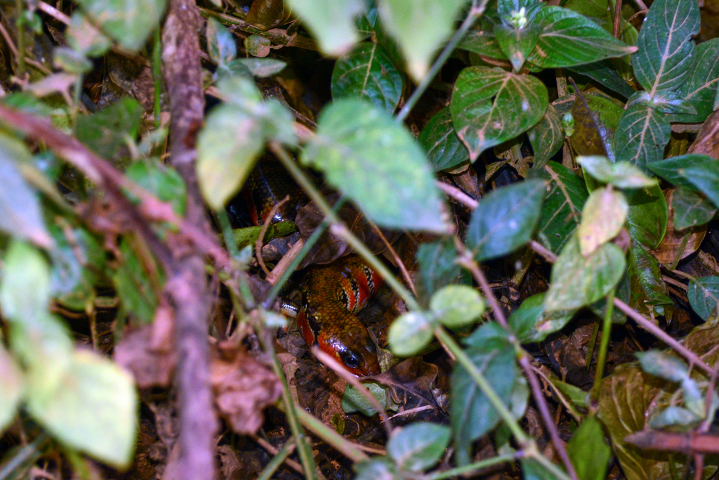 Mochlus hinkeli from Manyago, Entebbe, Uganda on February 9, 2018 at 05 ...