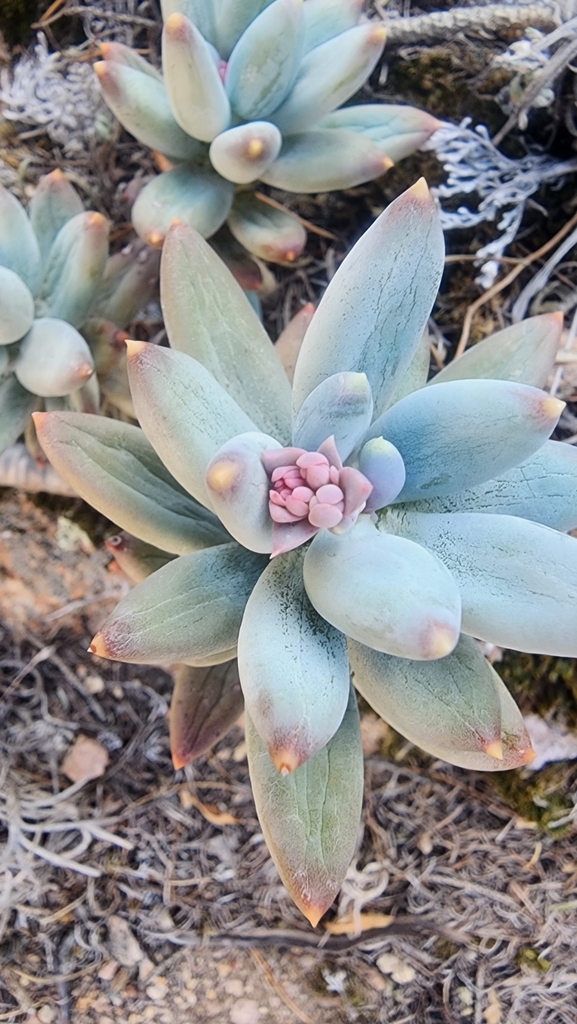 Pachyphytum hookeri from 79530 S.L.P., México on January 14, 2024 at 12 ...