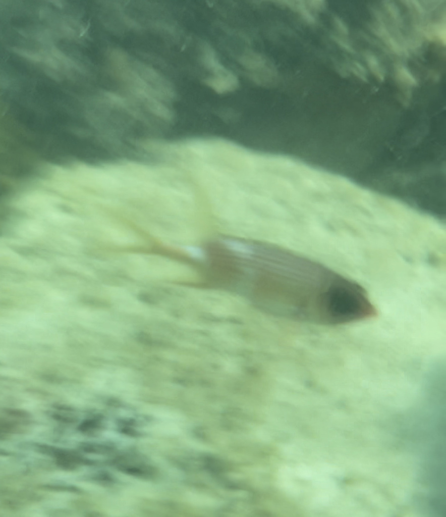 Squirrelfish from Puerto Rico, US on January 6, 2024 at 06:10 PM by ...