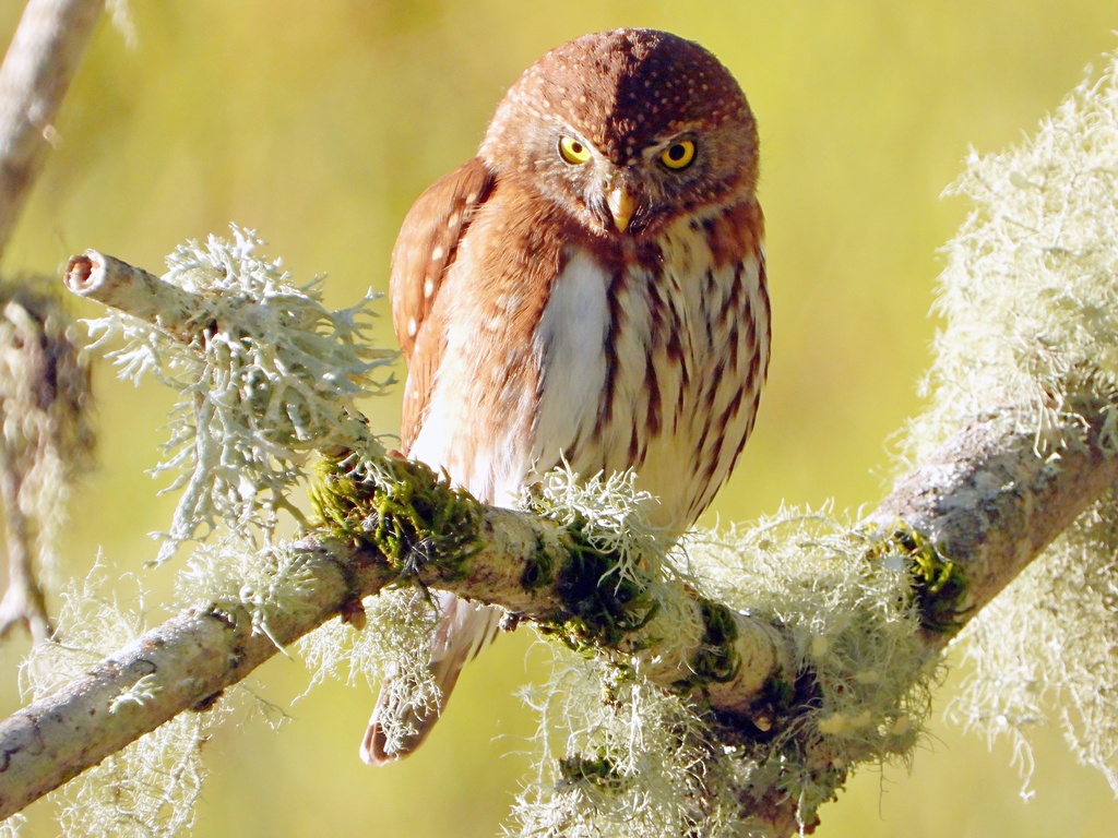 Pacific Northern Pygmy-Owl from Lake Ranch Reservoir, Saratoga, CA, US ...