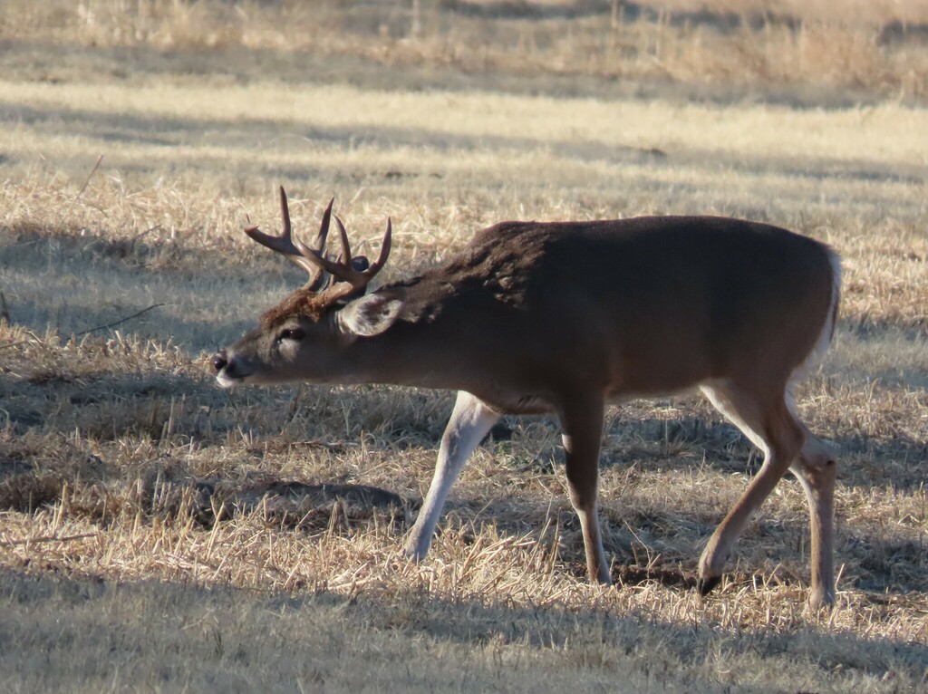 White-tailed Deer from 150 Blue Heaven Road, Patagonia, AZ 85624, USA ...