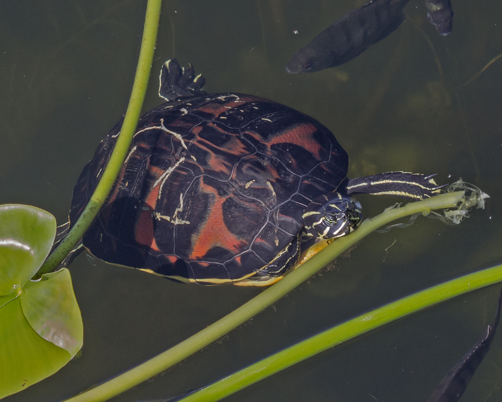 Florida Redbelly Turtle from Arthur R. Marshall Loxahatchee National ...