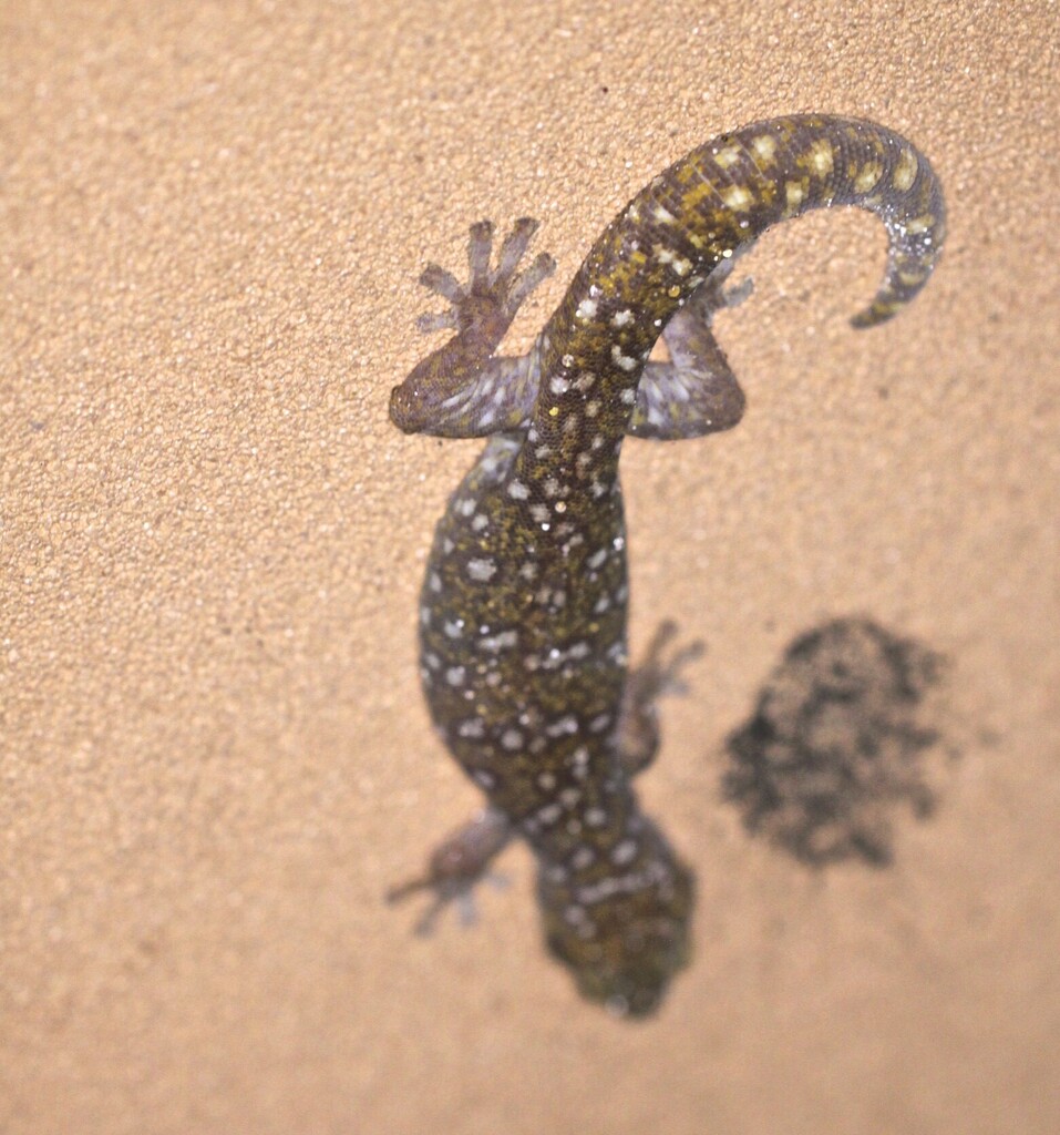 Southern Spotted Velvet Gecko from Mount Mellum QLD 4550, Australia on ...