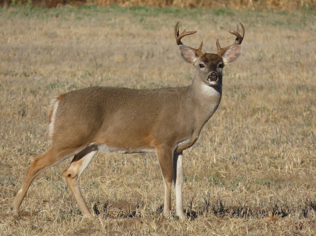 White-tailed Deer from 150 Blue Heaven Road, Patagonia, AZ 85624, USA ...