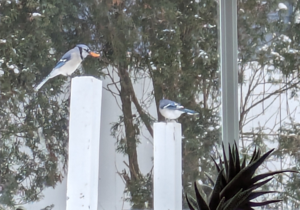 Northern Blue Jay in January 2024 by Tiffany · iNaturalist