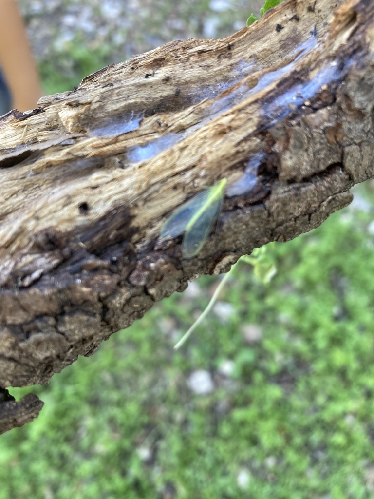 Red-lipped Green Lacewing from Trinity University, San Antonio, TX, US ...