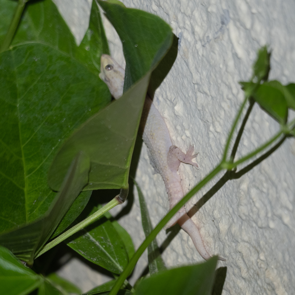 Mediterranean House Gecko from South Padre Island, TX 78597, USA on ...