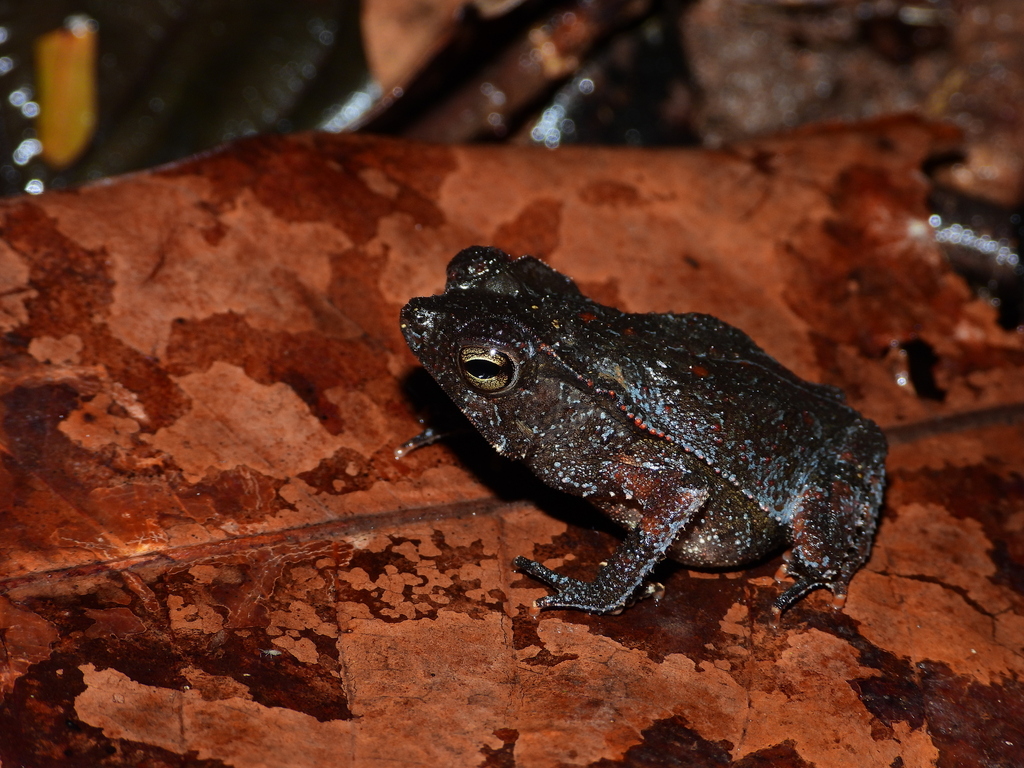 South American Common Toad from Saül 97314, Guyane française on January ...