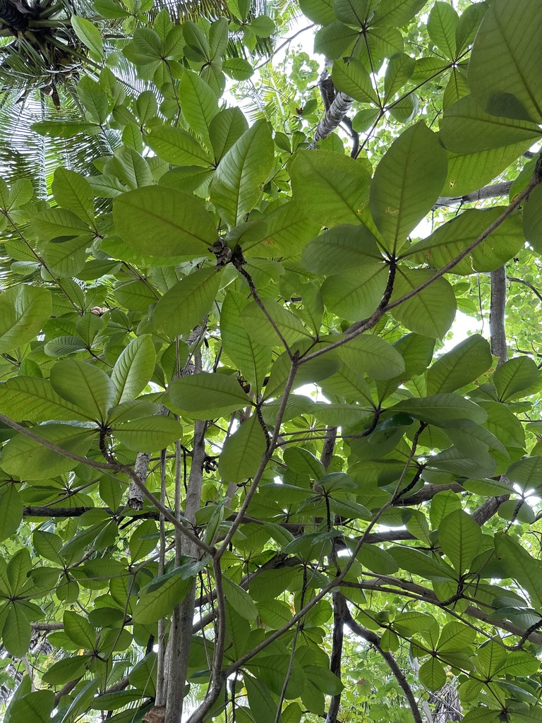 Sea Almond from Onetahi, French Polynesia, PF on January 18, 2024 at 10 ...