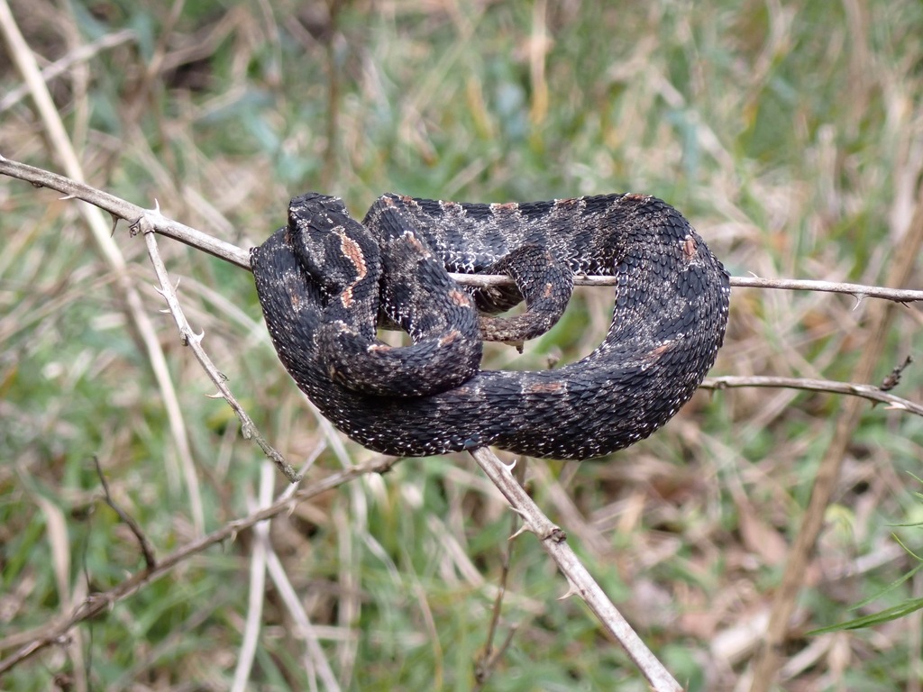Dusky Pygmy Rattlesnake from N Tallahassee Rd, Crystal River, FL, US on ...