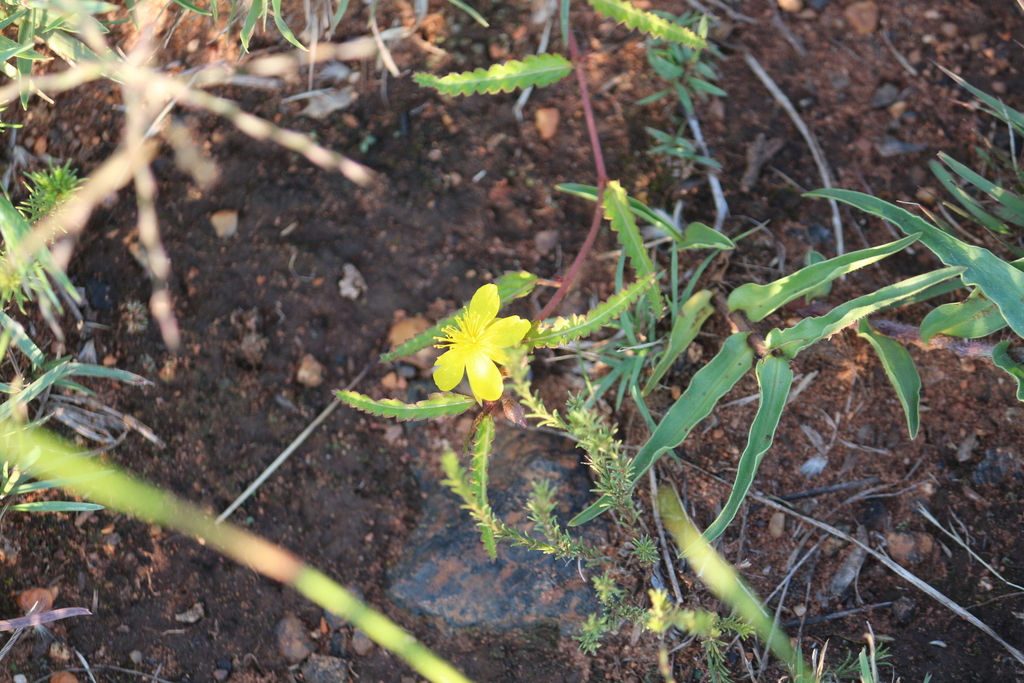 Gusha from West Rand District Municipality, South Africa on January 18 ...