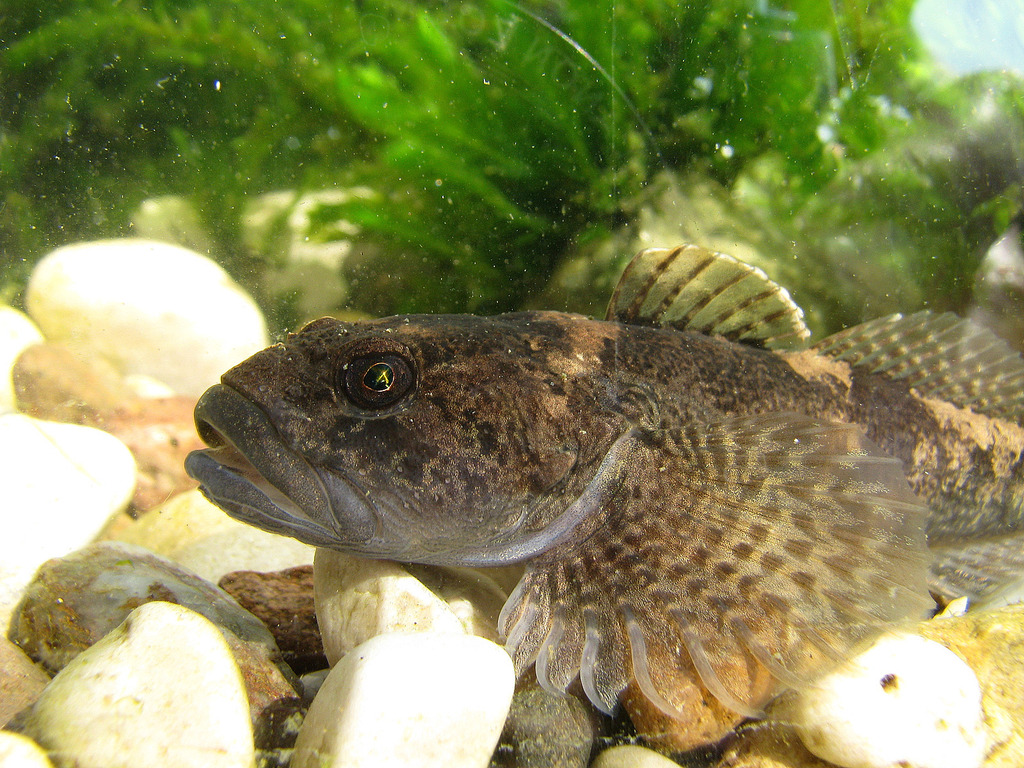 European Bullhead from Provincia di Vicenza, Italia on March 29, 2008 ...