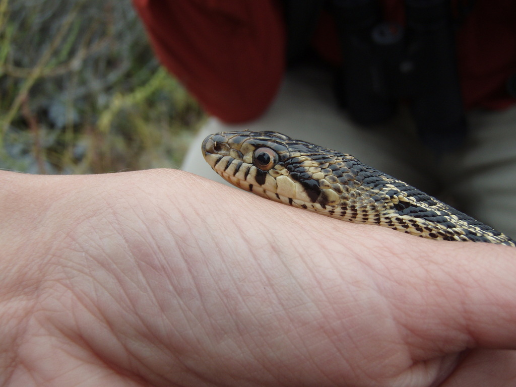San Martin Gophersnake from San Quintín, B.C., Mexico on March 25, 2008 ...
