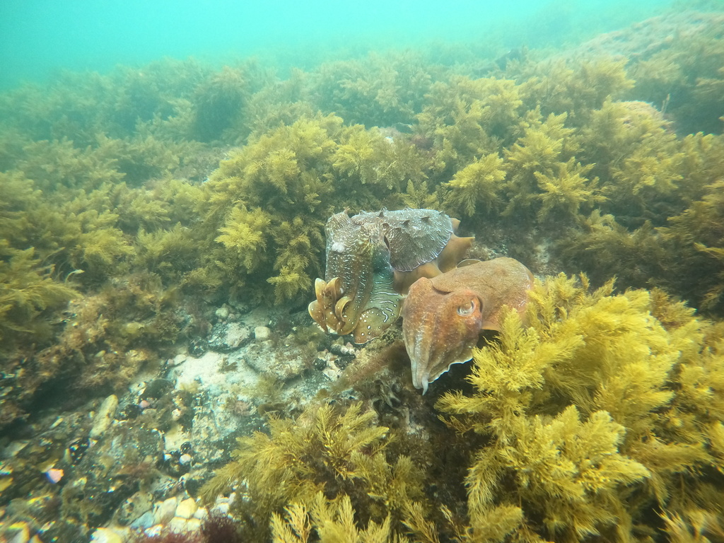 Australian Giant Cuttlefish from Indian Ocean, Port Bonython, SA, AU on ...