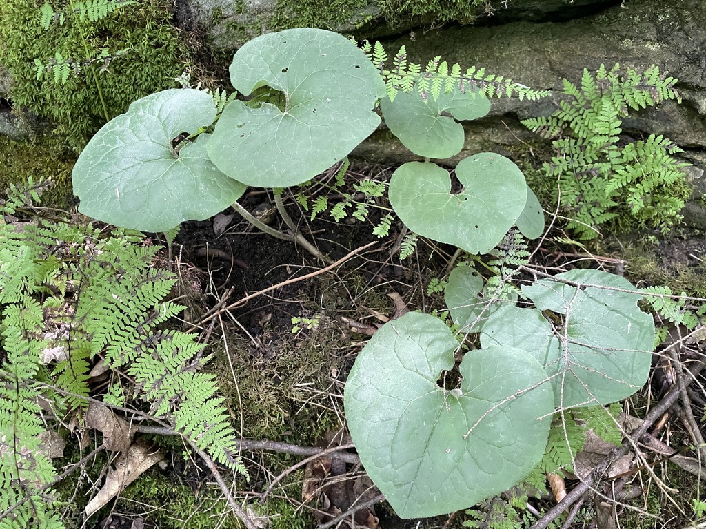 Canadian wild ginger in July 2023 by Tom Scavo. At Niquette Bay State ...
