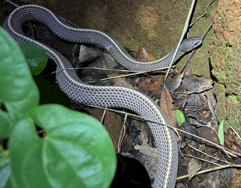 Cape File Snake from Mulanje, MW on January 18, 2024 at 09:35 PM by ...