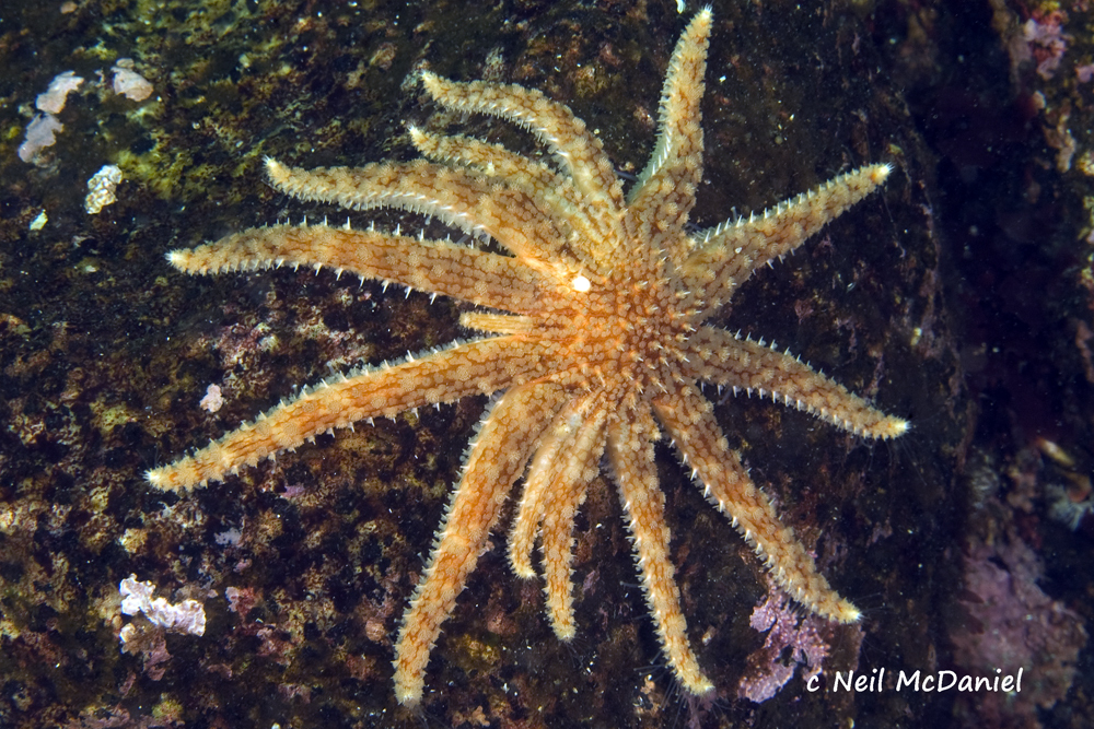 Sunflower Sea Star from Lyall Island, BC, Canada on May 15, 2016 at 02: ...