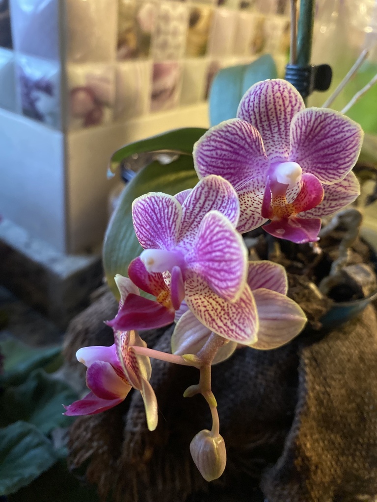 Higher Epidendroid Orchids from Avenida Diego Vasquez de Cepeda, Quito ...