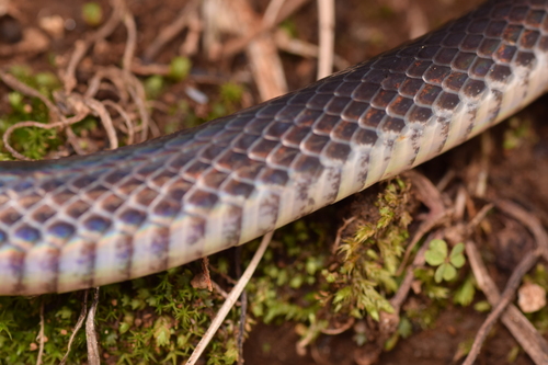 Ruthven's Earth Snake (Geophis ruthveni) - Snakes and Lizards