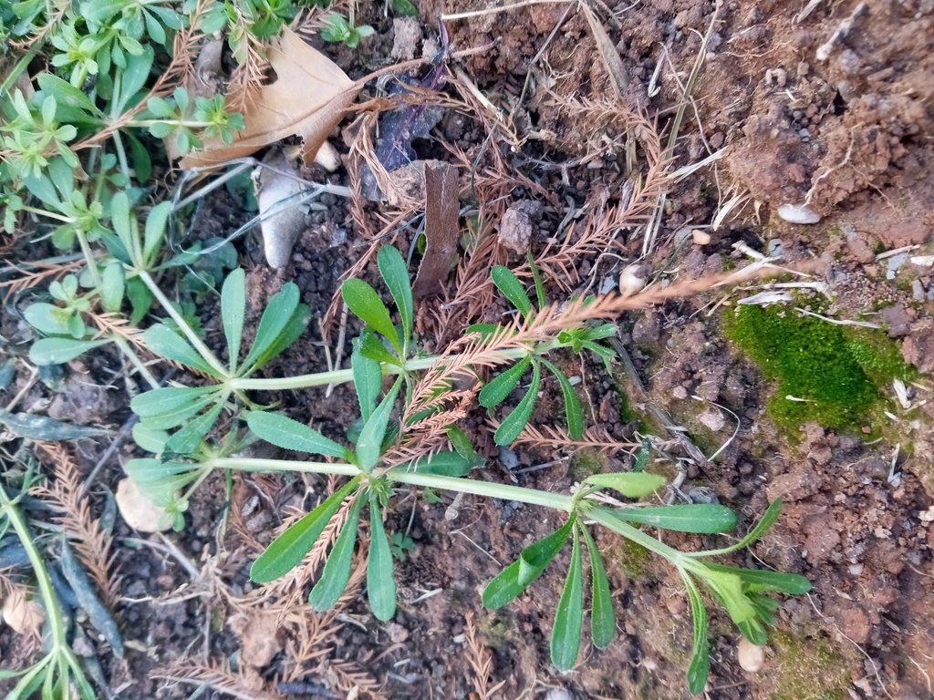 catchweed bedstraw from Robinson, TX 76706, USA on January 18, 2024 at ...