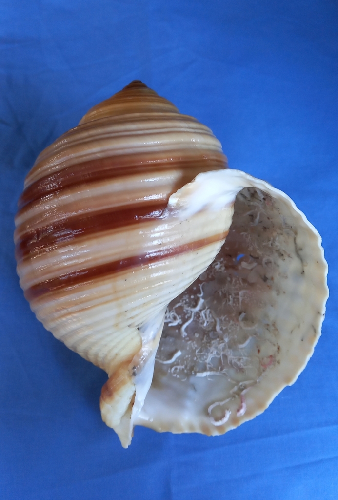 Tonna tetracotula from Australia on January 17, 2024 at 09:00 AM by ...