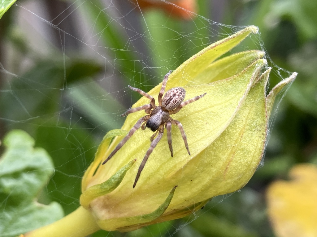 Grey House Spider from Sydney Rd, Coburg North, VIC, AU on January 19 ...