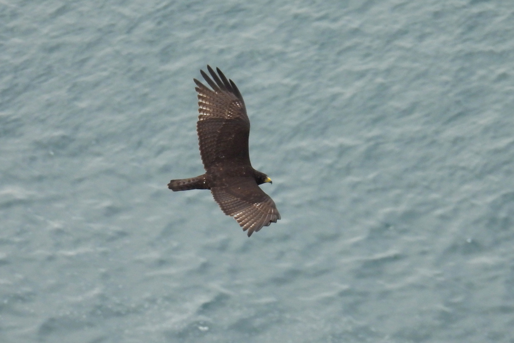 Zone-tailed Hawk from Mazatlán, Sin., México on January 18, 2024 at 11: ...