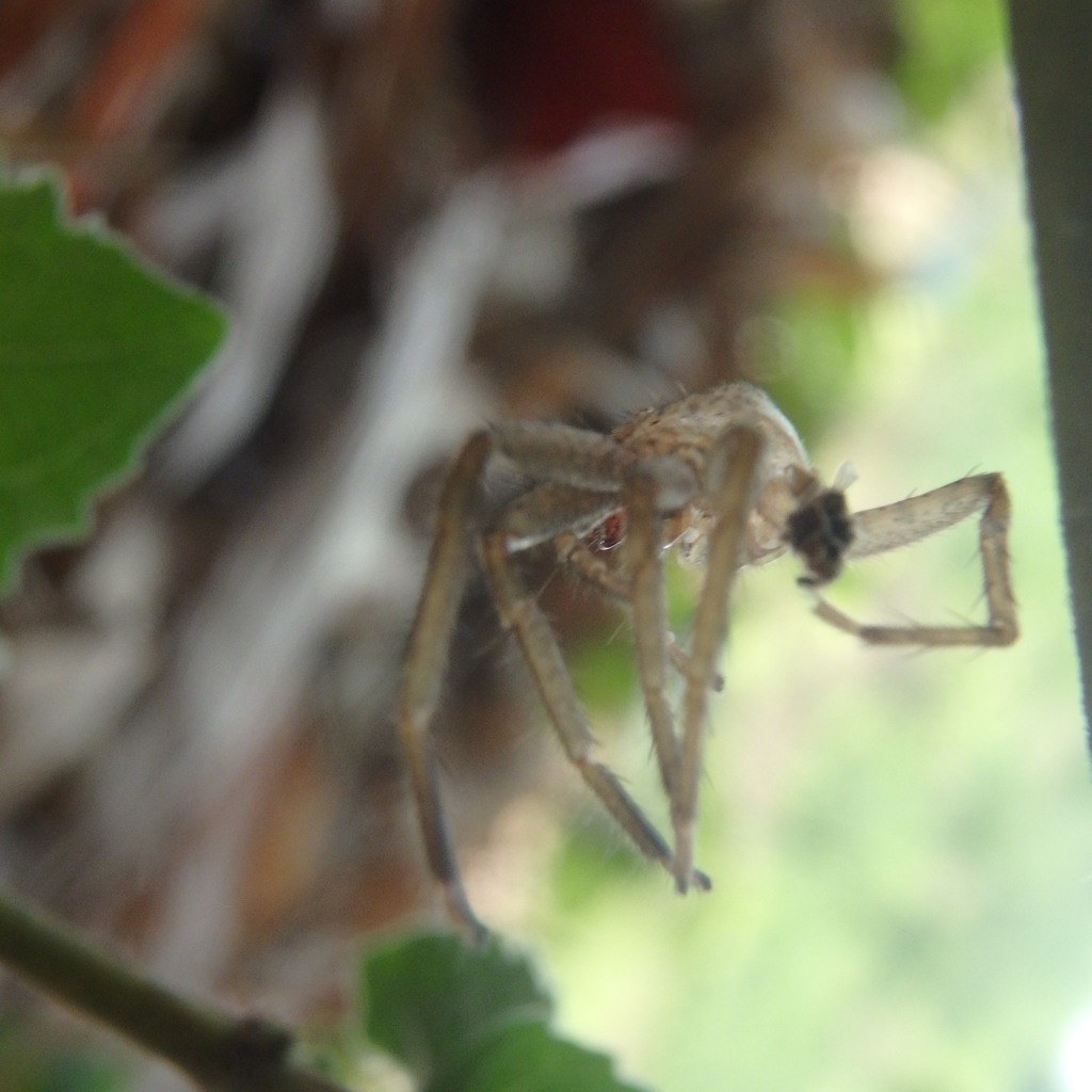 Spiders from Yangon, Myanmar (Burma) on May 9, 2018 at 09:27 PM by ...