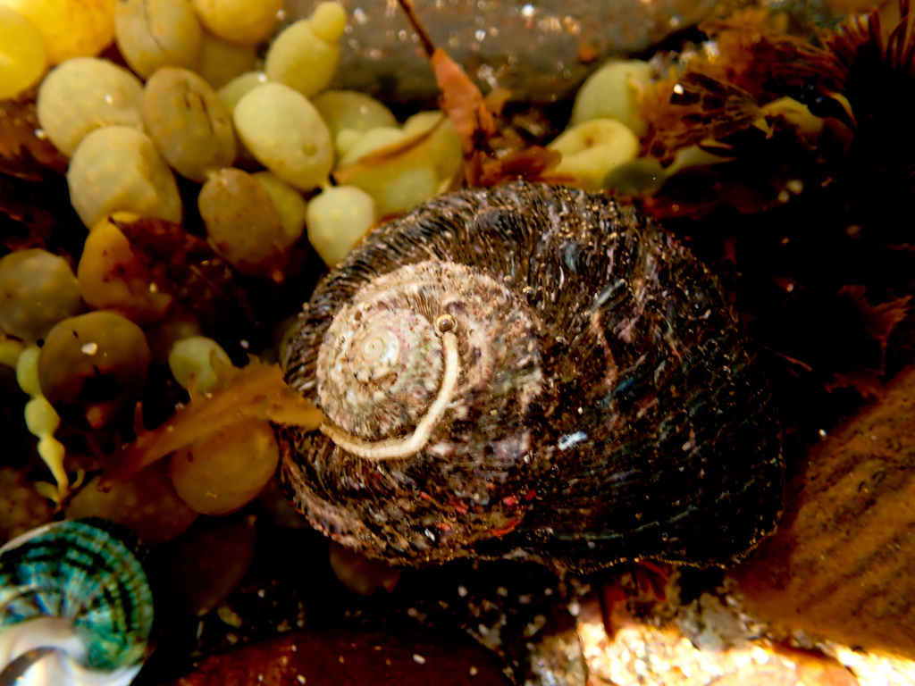 Rough turban shell from Long Reef Headland, Collaroy NSW, Australia on ...