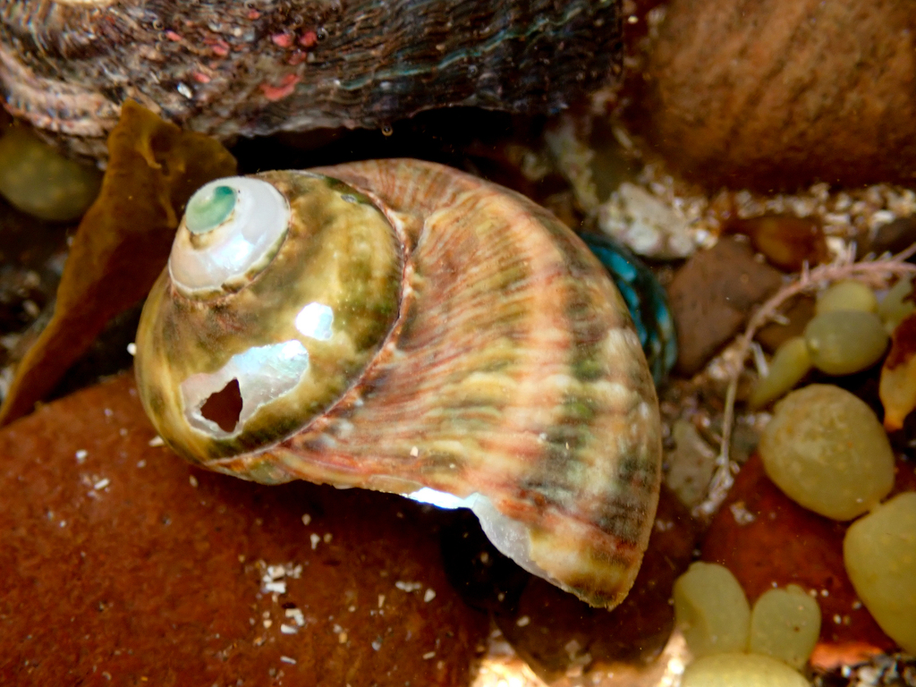 Military Turban from Long Reef Headland, Collaroy NSW, Australia on ...