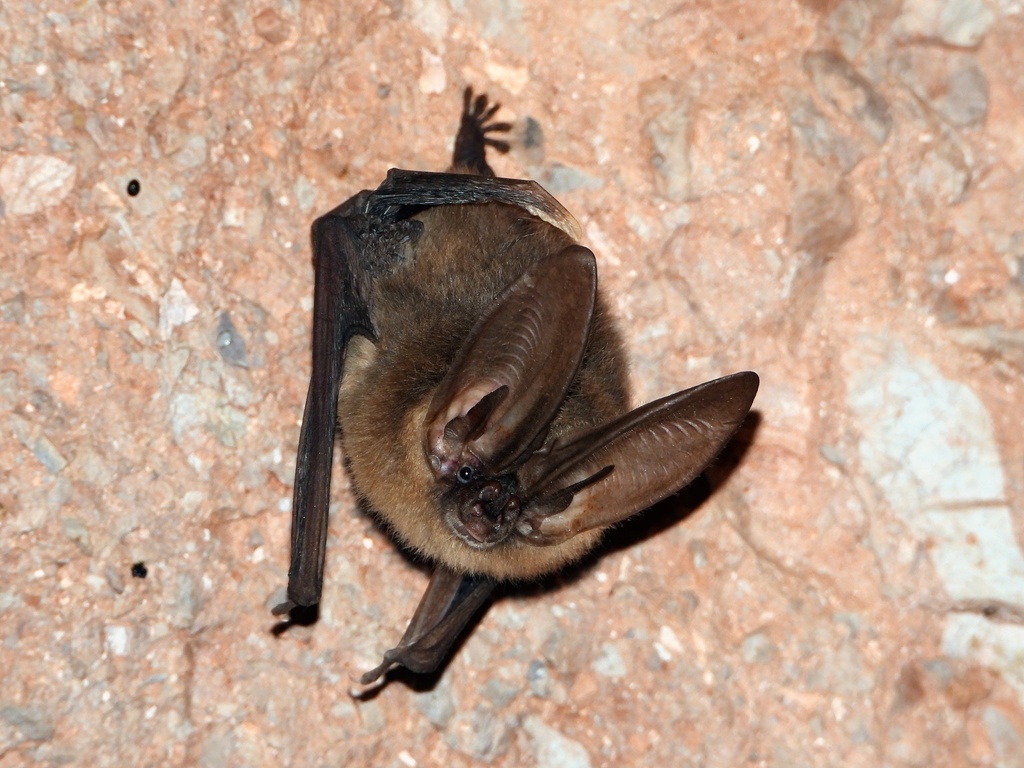 Townsend's Big-eared Bat in November 2019 by diomedea_exulans_li ...