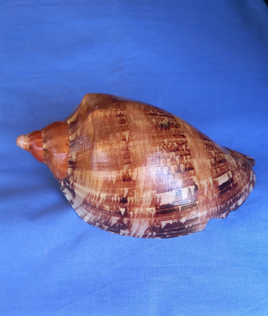 Magnificent Volute from Australia on January 17, 2024 at 09:00 AM by ...