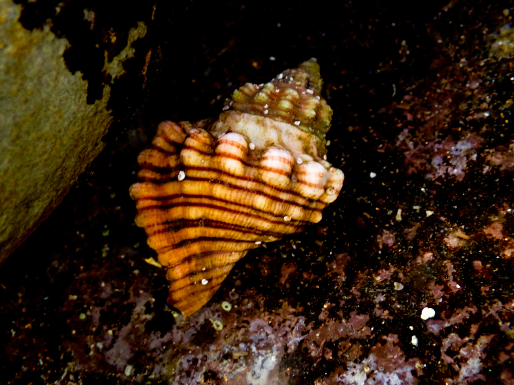 Spengler's Trumpet Snail from Long Reef Headland, Collaroy NSW ...